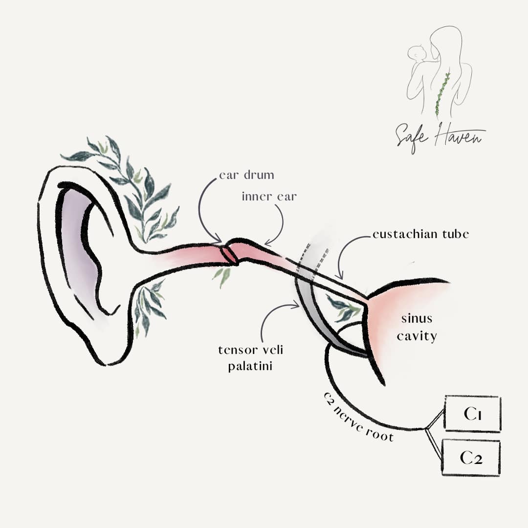 Chiropractic Care for Ear Infections: A Natural Path to Relief - Safe Haven
